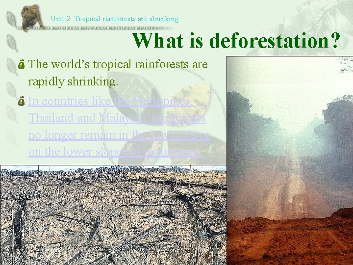 Unit 2 Tropical rainforests are shrinking Unit 2