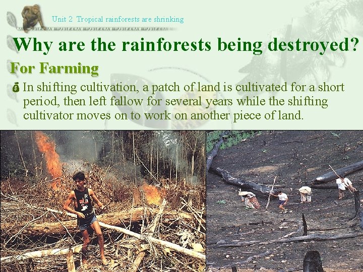 Unit 2 Tropical rainforests are shrinking Unit 2