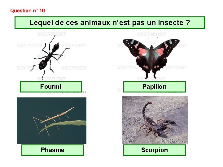 TEST QUIZ Questions danimaux Voyezvous les 30 animaux