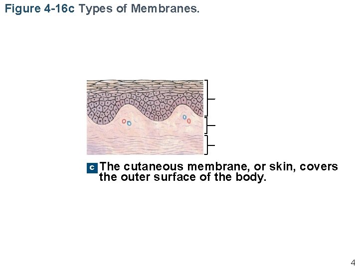 4 6 Tissue Membranes 4 types of tissue
