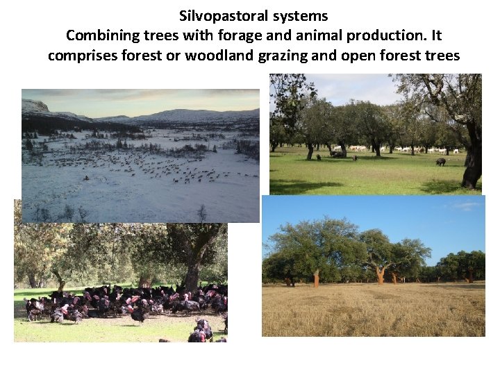 Do European agroforestry systems enhance biodiversity and ecosystem