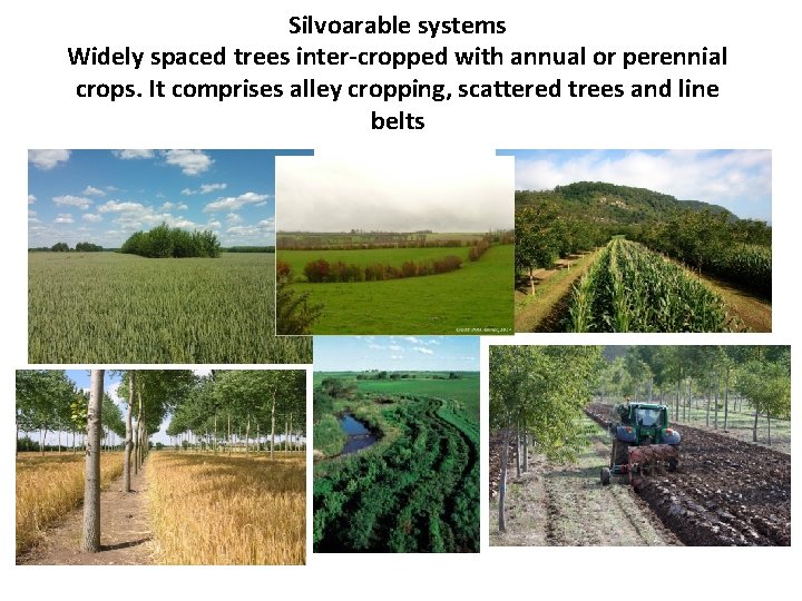Do European agroforestry systems enhance biodiversity and ecosystem