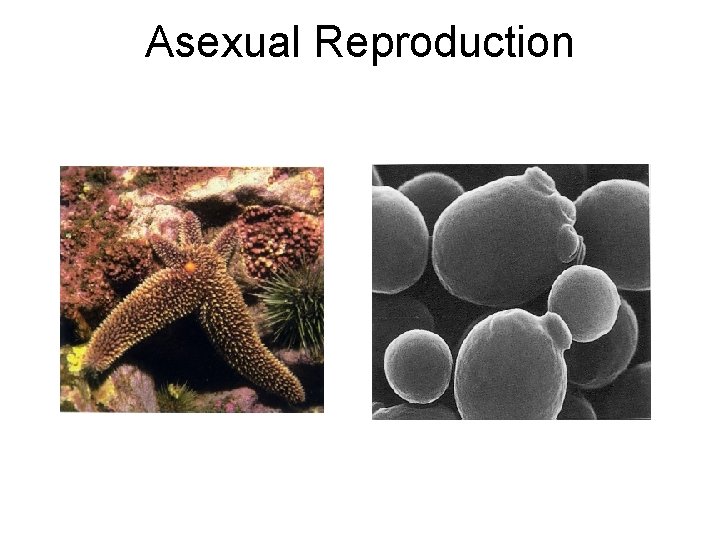 Cell Division sexual and asexual reproduction Sexual vs