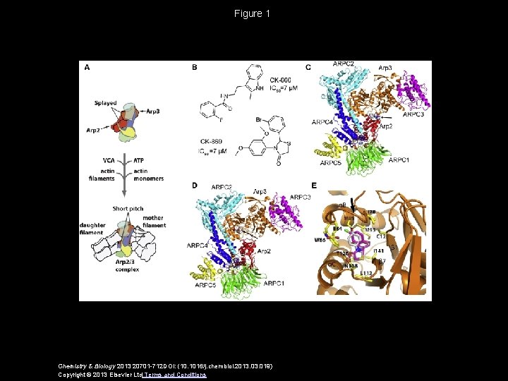 Small Molecules CK666 and CK869 Inhibit ActinRelated Protein