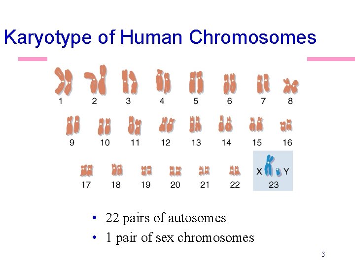 Lab Activity 36 Principles of Heredity Portland Community