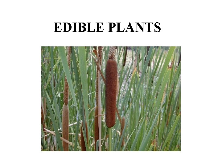 EDIBLE PLANTS The Universal Edibility Test There is