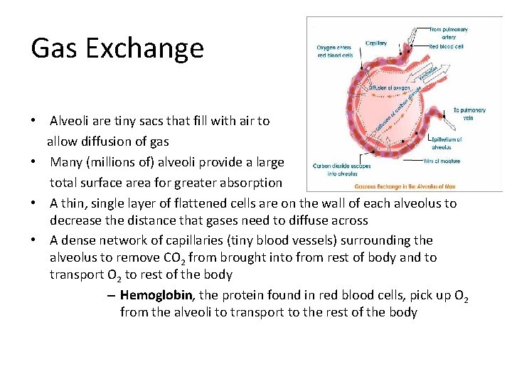 Respiratory System Recap Gas Exchange Alveoli are tiny