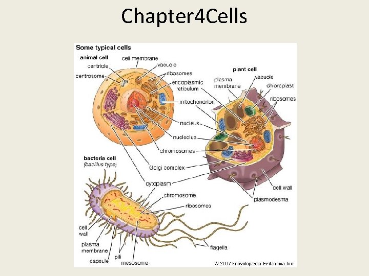 Chapter 4 Cells 1 Overview Basic functional unit