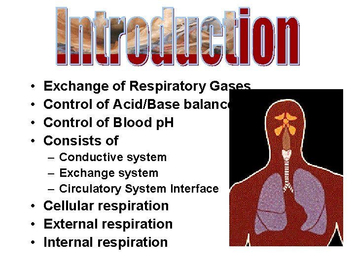 Exchange of Respiratory Gases Control of AcidBase balance