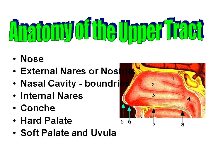 Exchange of Respiratory Gases Control of AcidBase balance