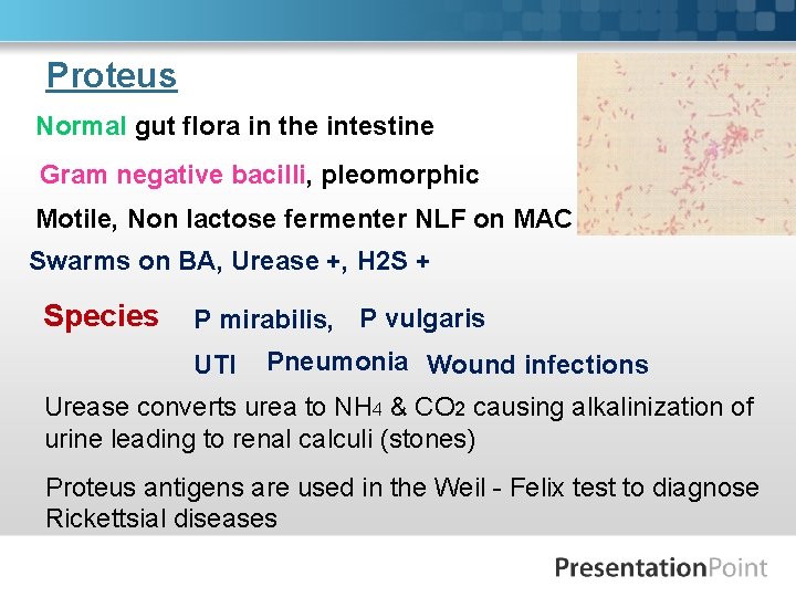 Enterobacteriaceae General Features of Enterobacteria Present in large