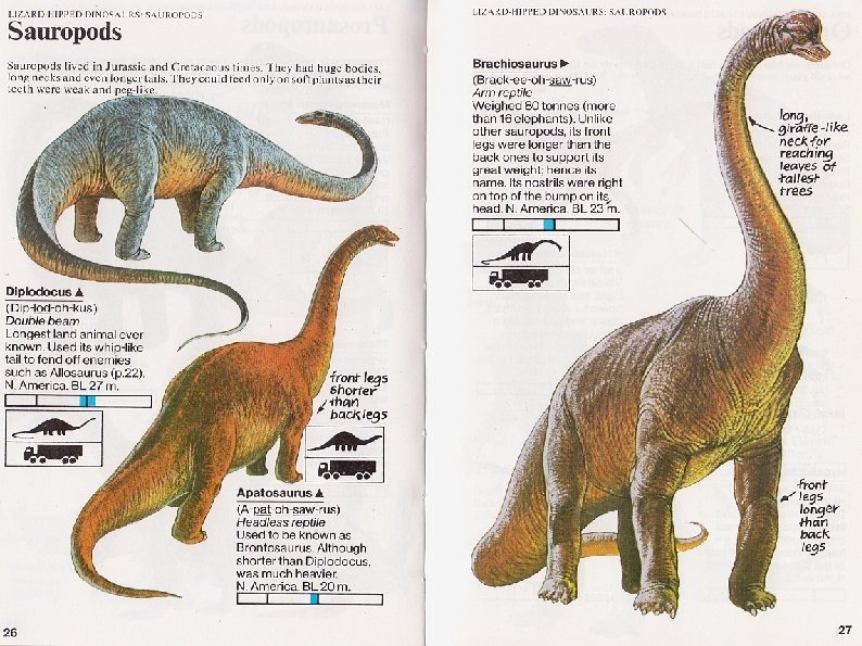 Slender Giants The unique and bizarre morphology of