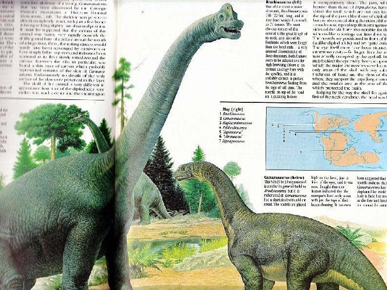 Slender Giants The unique and bizarre morphology of