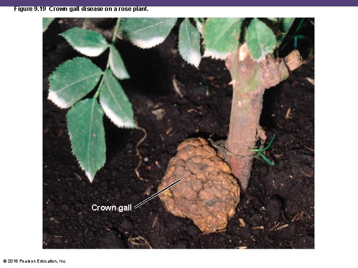 Power Point Lecture Presentations prepared by Bradley W