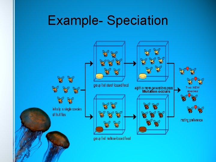 Content Standard 6 Describe evidence of species variation
