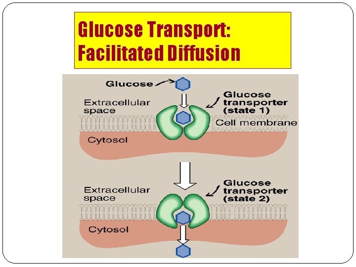 Major Metabolic Pathways of Glucose By Reem M
