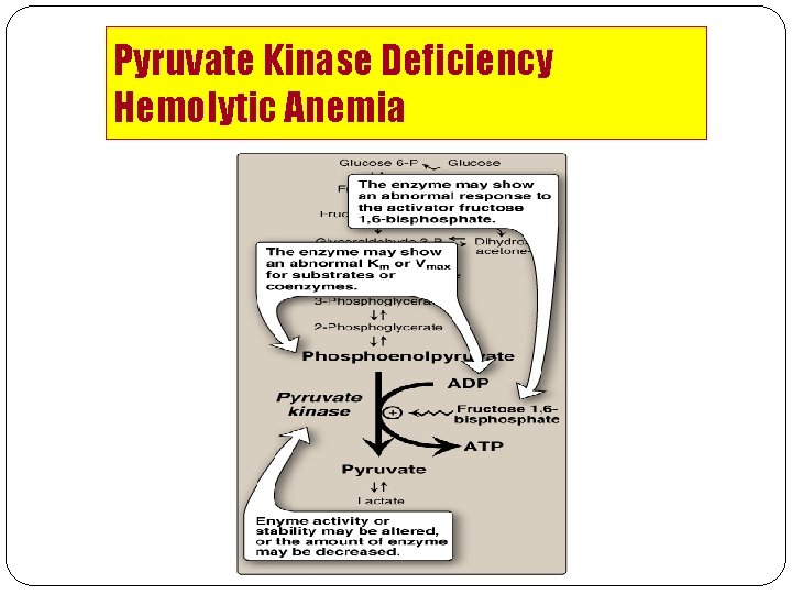 Major Metabolic Pathways of Glucose By Reem M