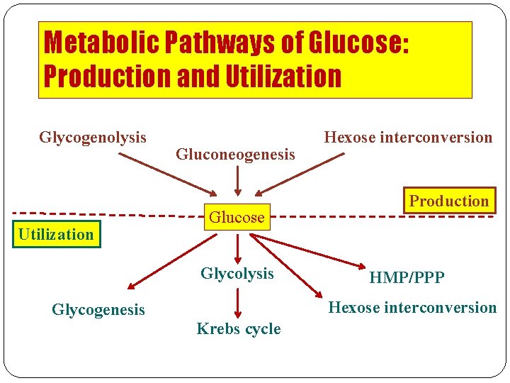 Major Metabolic Pathways of Glucose By Reem M