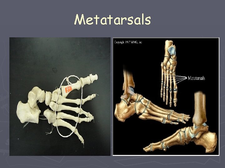 Skeletal System Anatomy Physiology The Skeletal System in