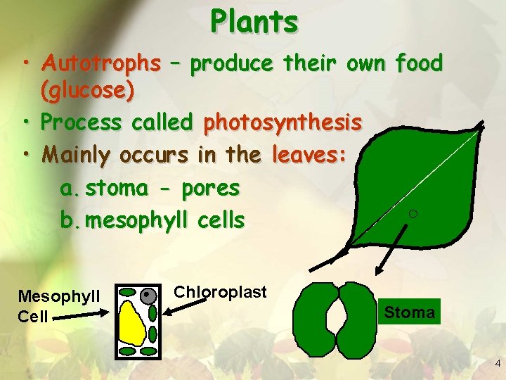 PHOTOSYNTHESIS Photosynthesis Anabolic small molecules combined ...