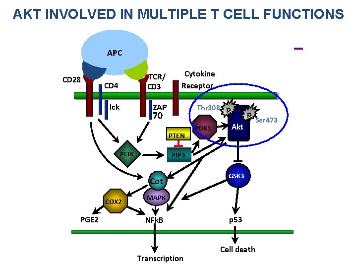 DIFFERENTIAL EFFECTS OF LENTIVIRUS INFECTION ON AKT SIGNALLING