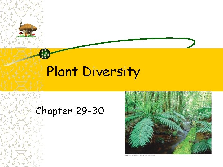 Plant Diversity Chapter 29 30 Evolution Green algae