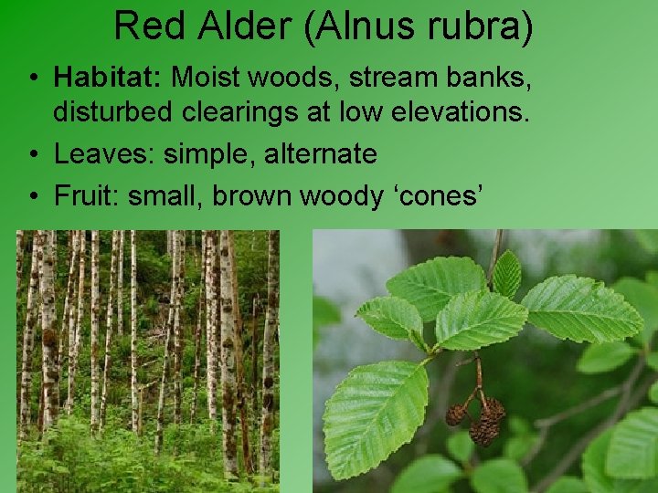 Leaf Identification based on type and arrangement A