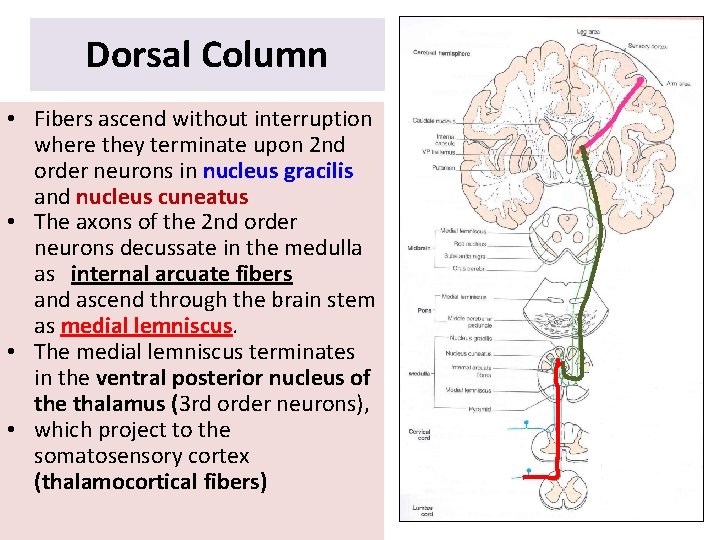 SENSORY ASCENDING SPINAL TRACTS Dr Jamila ElMedany Dr