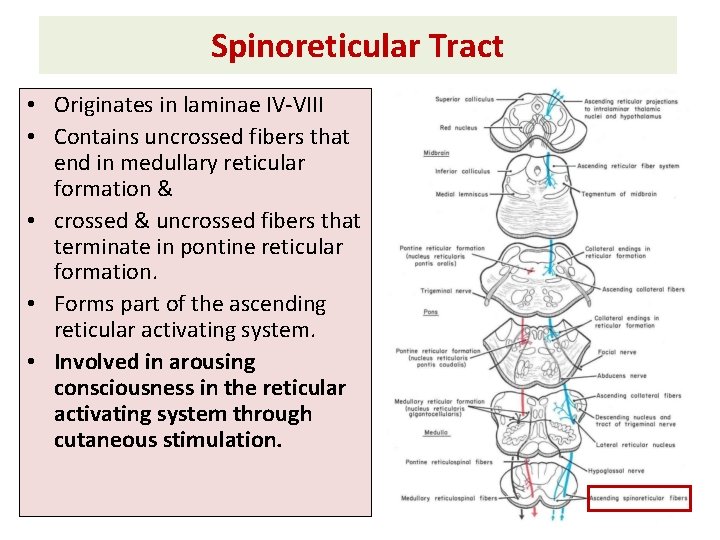 SENSORY ASCENDING SPINAL TRACTS Dr Jamila ElMedany Dr