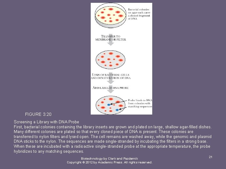 Chapter 3 Recombinant DNA Technology Clark Pazdernik FIGURE