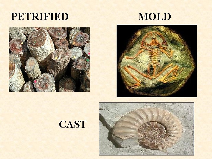 Fossils The Geologic Time Scale Events in Your