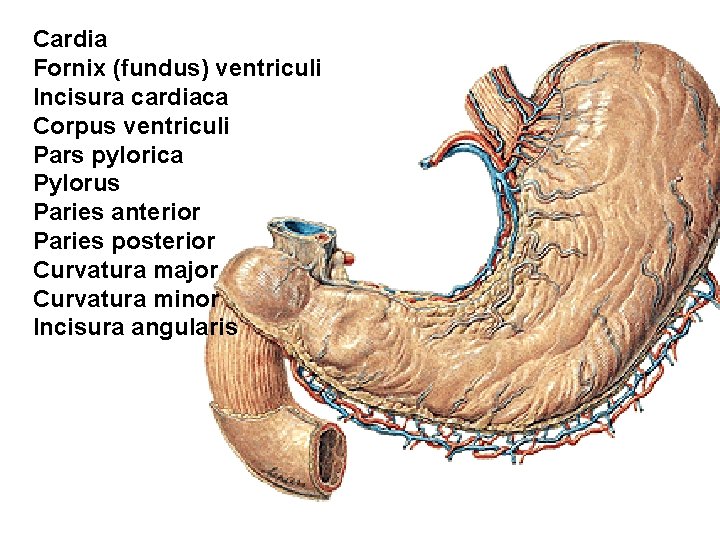 DIGESTIVE SYSTEM II PHARYNX Fornix pharyngis Cavum pharyngis