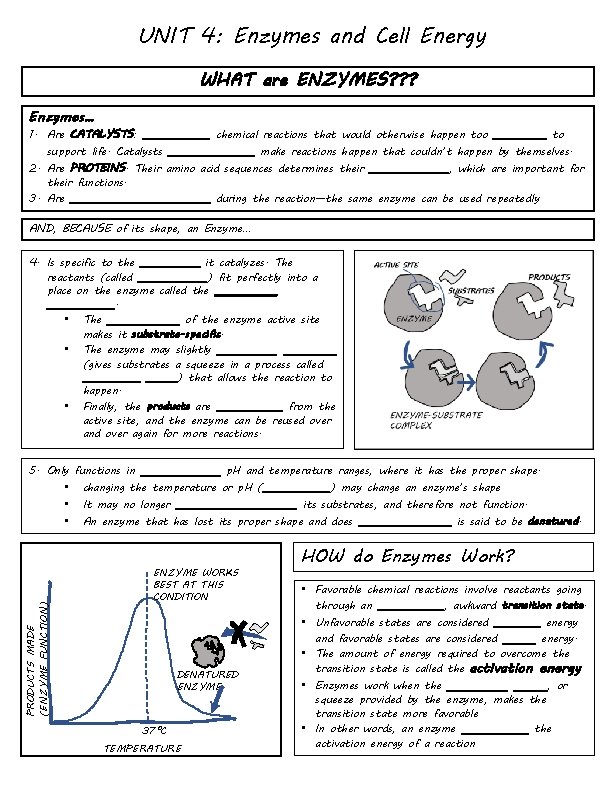 UNIT 4 Enzymes and Cell Energy WHAT are