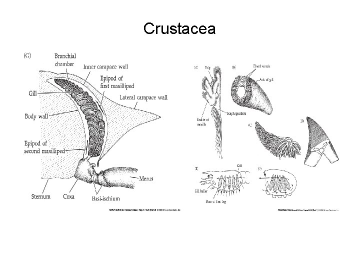 Gas Exchange Metabolic Pathways Glycolysis Glucose Lactate Pyruvate