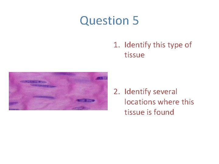 Histology Lab 1 Study Each of the slides