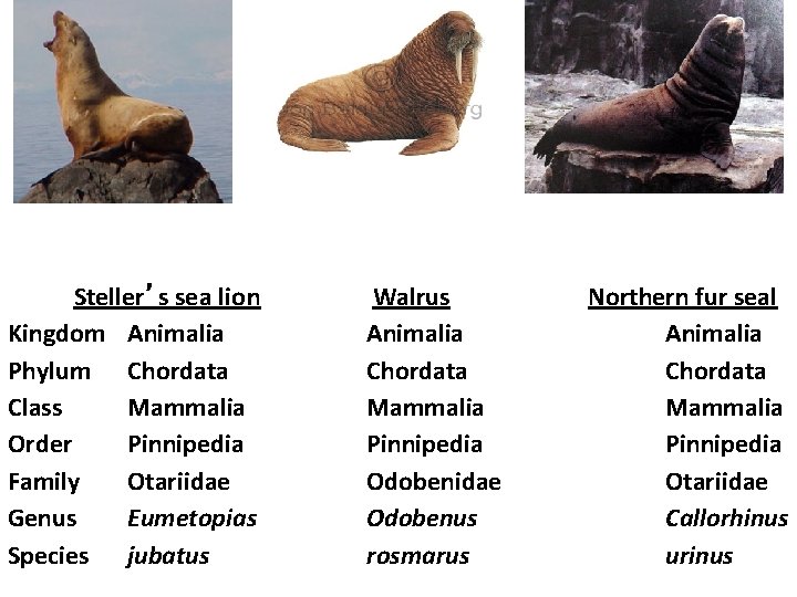 Classification of Living Things 7 th Diversity of