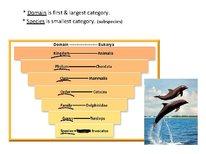 Classification of Living Things 7 th Diversity of