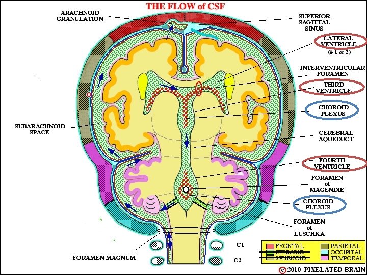 Cerebrospinal fluid Composition and appearance CSF is normally