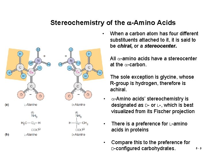 Biochem Block Handout 5 Intro to Proteins The