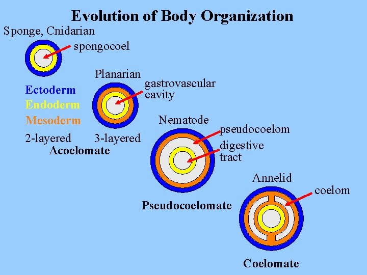 Original Cell Extinct h t i w ly