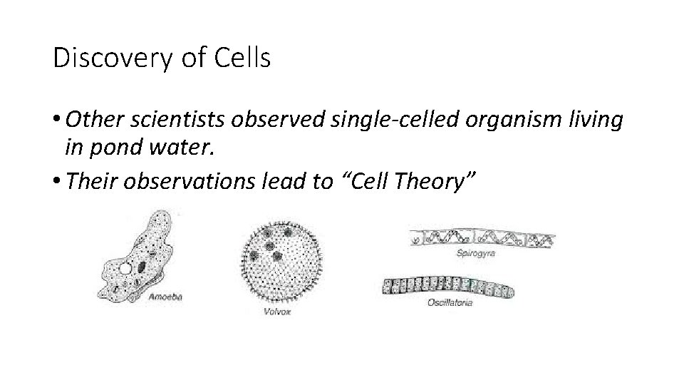 Cell Theory Characteristics of Living Things There are