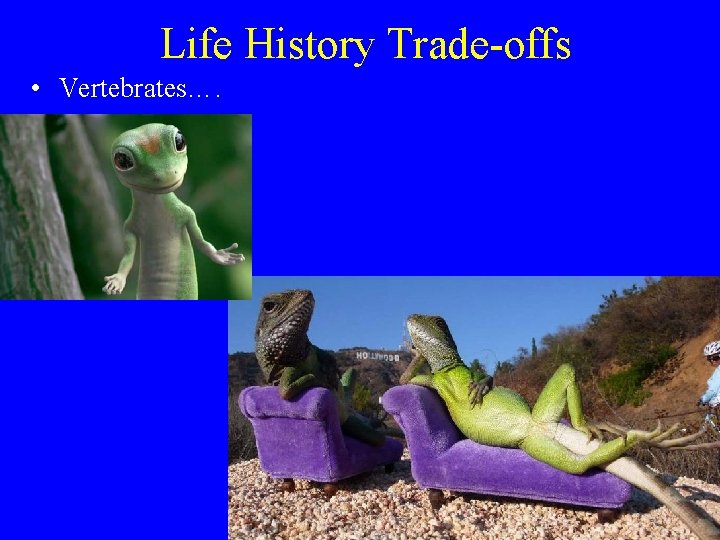 Life Histories Ch 12 Life history tradeoffs Principle