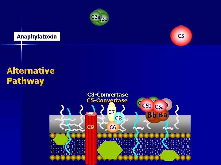 Overview n n The complement system is part