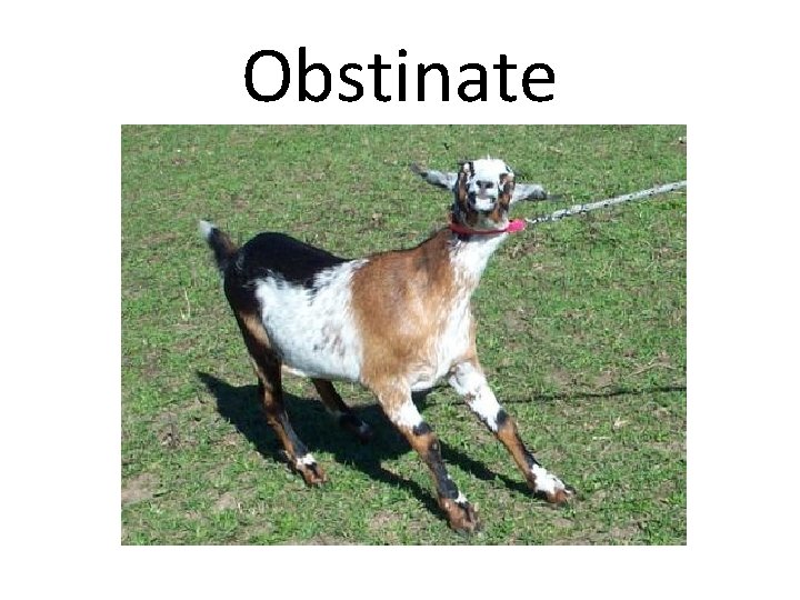 NUMBER THE STARS VOCABULARY CH 1 4 Vocabulary