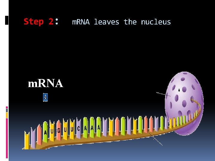 DNA Deoxyribonucleic Acid DNA is the molecular basis