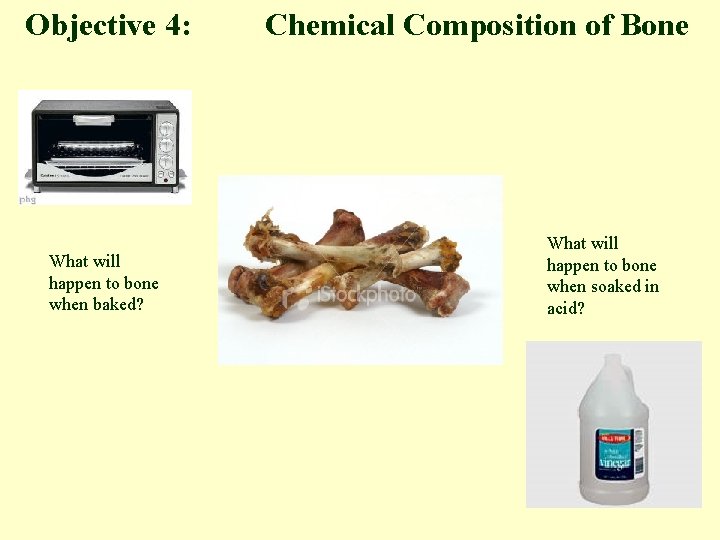 Labs 4 and 5 The Skeletal System Expanded