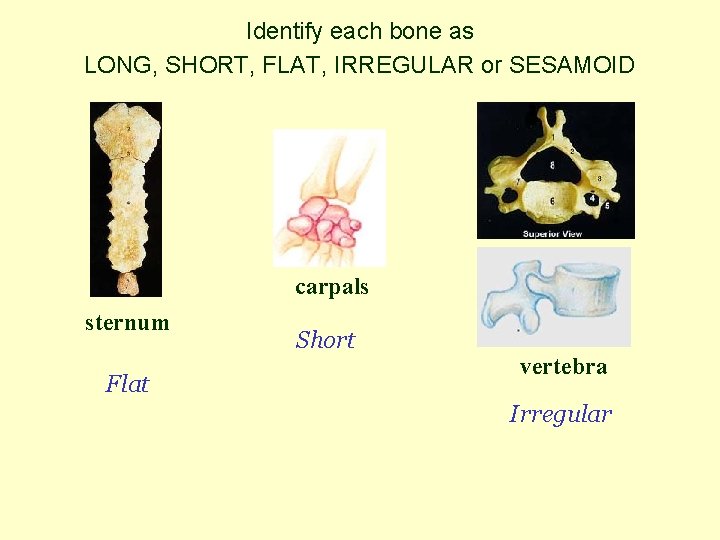 Labs 4 and 5 The Skeletal System Expanded