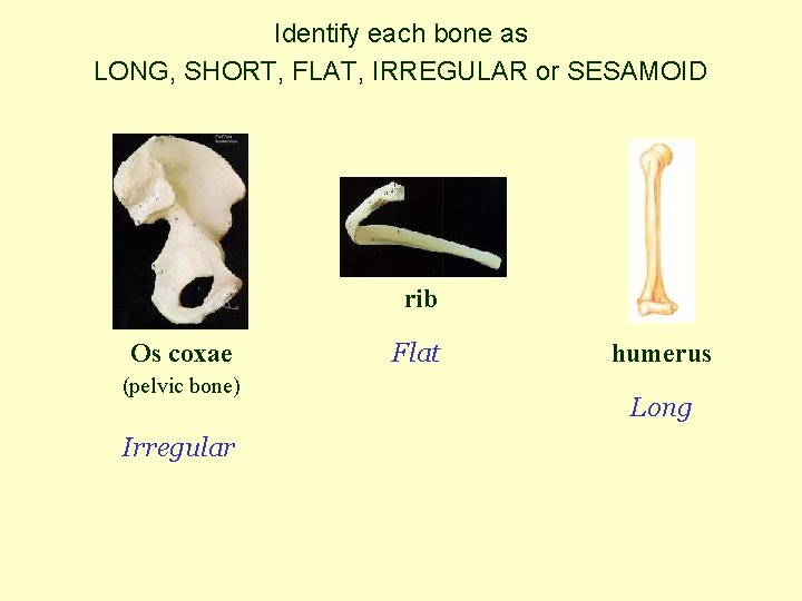 Labs 4 and 5 The Skeletal System Expanded