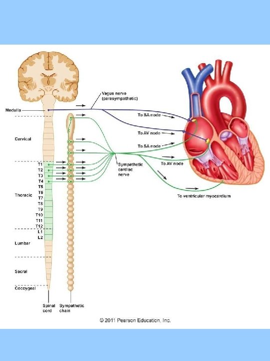Autonomic nervous system ANS central compartment peripheral compartment