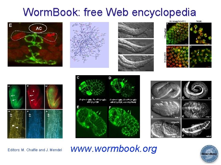 Using Worm Base to decipher parasitic nematode genomes